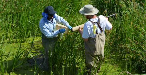 Swamp Sampling | Evolution, Ecology, and Organismal Biology